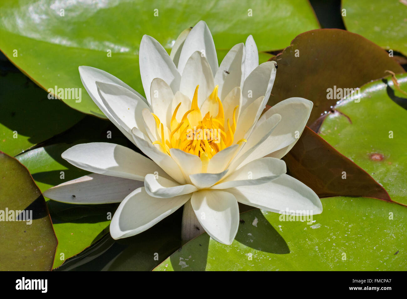 white water lily and lily pads in a lake near Brisbane, queensland ...