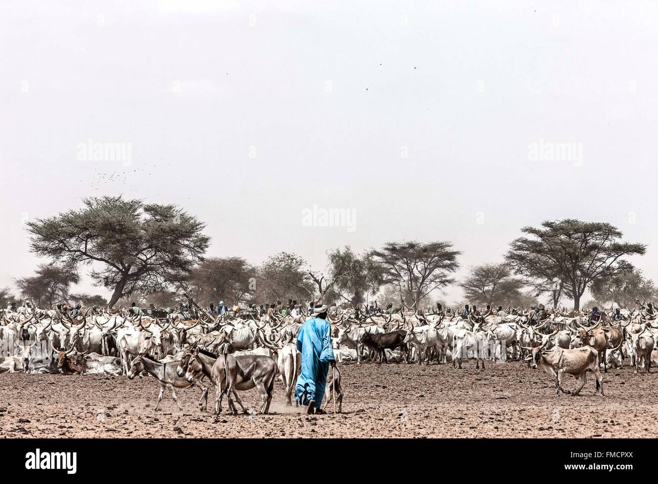 Senegal, Sahel, Ferlo region, Widou Thiengoly, Herd of zebu Stock Photo ...