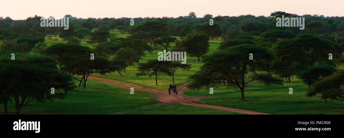 Senegal, Sahel, Ferlo region, Widou Thiengoly, Typical landscape of the ...