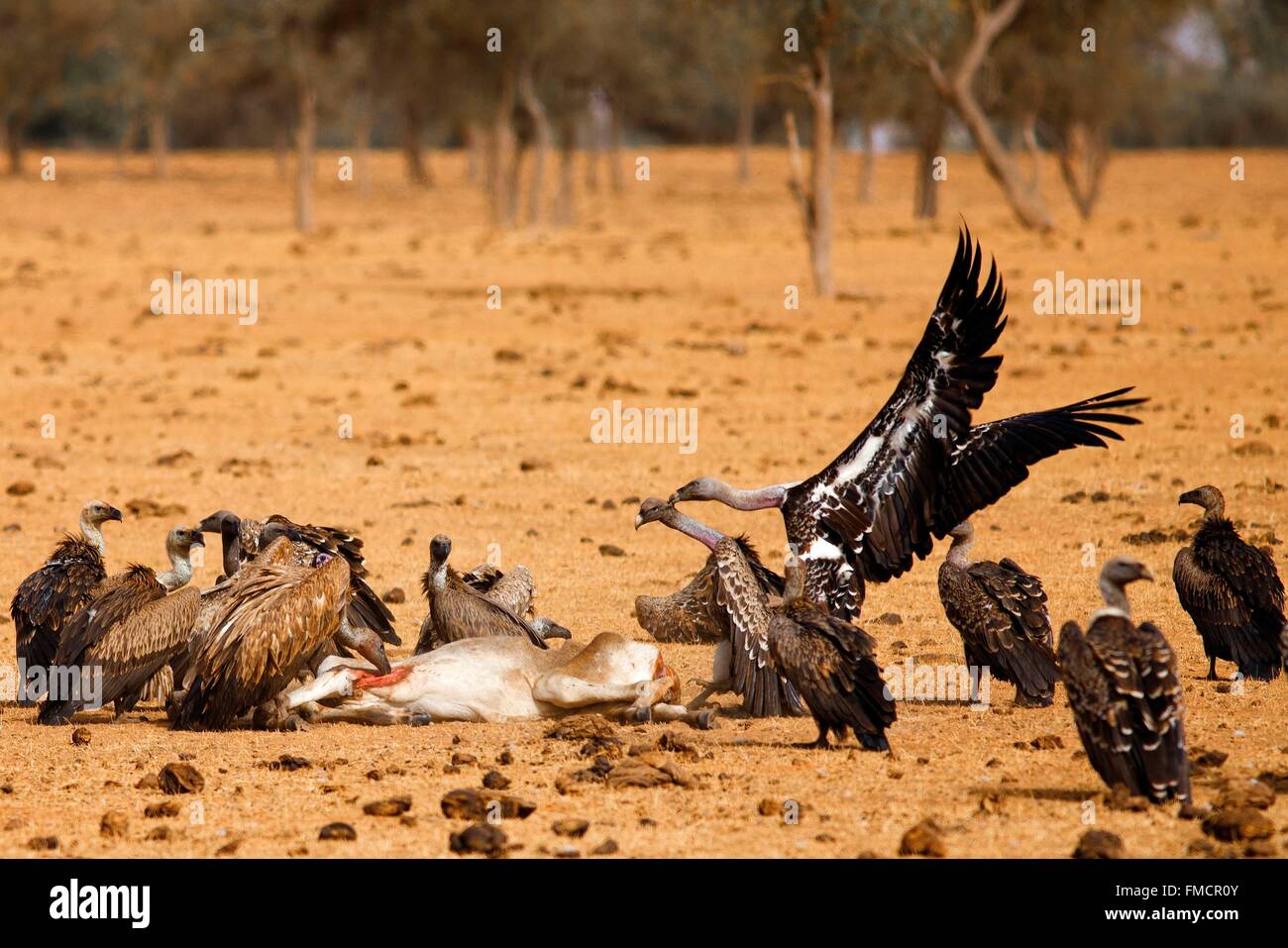 Senegal, Sahel, Ferlo region, Widou Thiengoly, vultures Stock Photo - Alamy