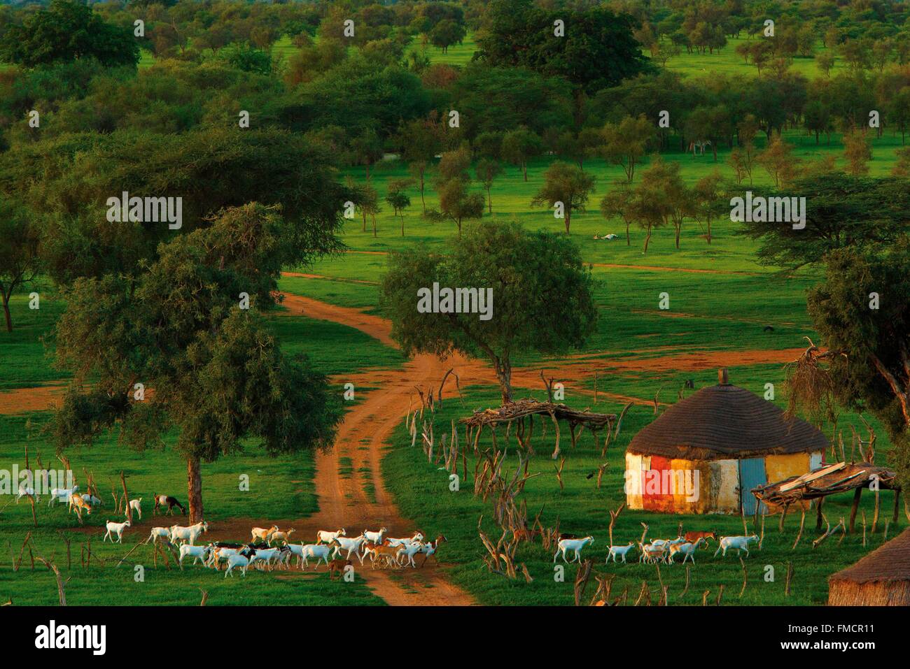 Senegal, Sahel, Ferlo region, Widou Thiengoly, Typical landscape of the ...