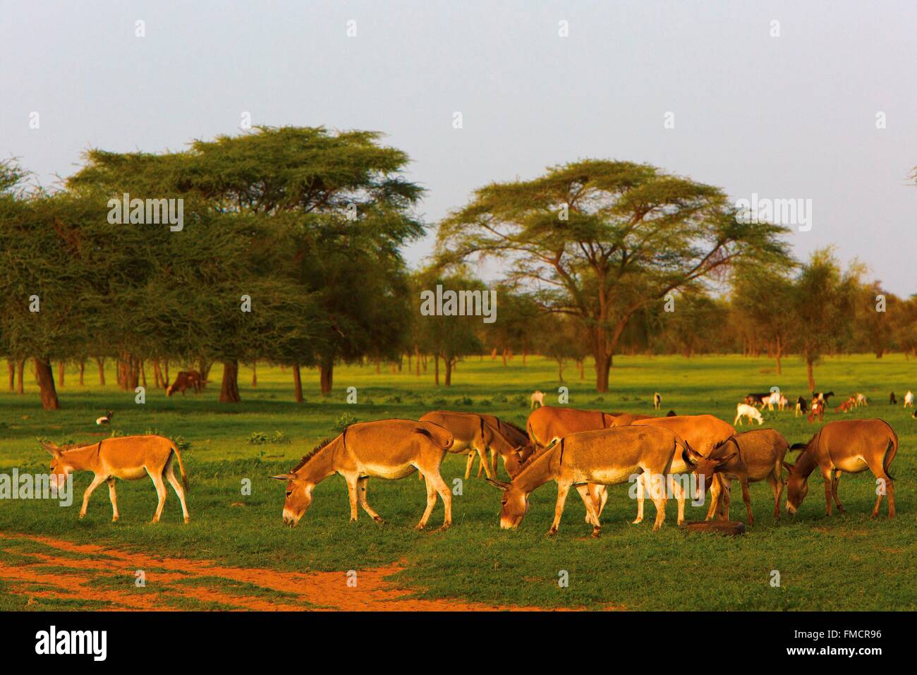 Senegal, Sahel, Ferlo region, Widou Thiengoly, Herd of donkeys Stock ...