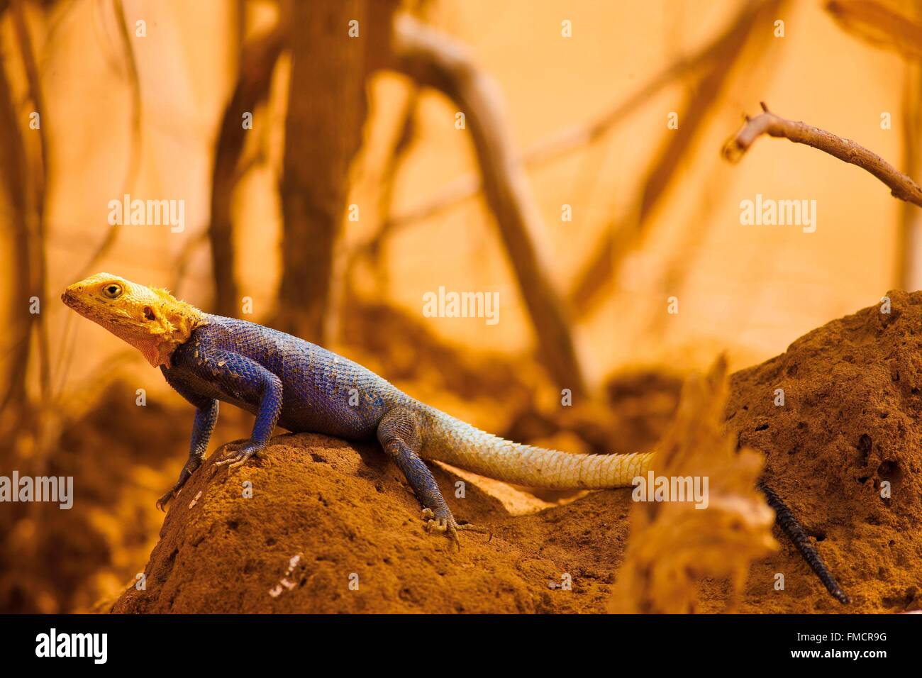 Senegal, Sahel, Ferlo region, Widou Thiengoly, Margouillat Africa Stock ...