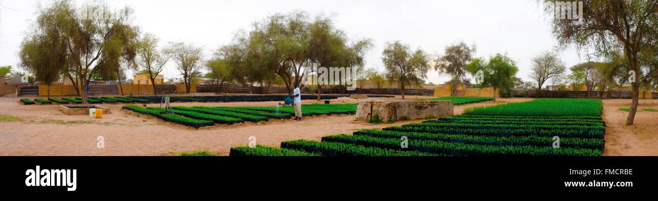 Senegal, Sahel, Ferlo region, Widou Thiengoly, Culture for the green ...
