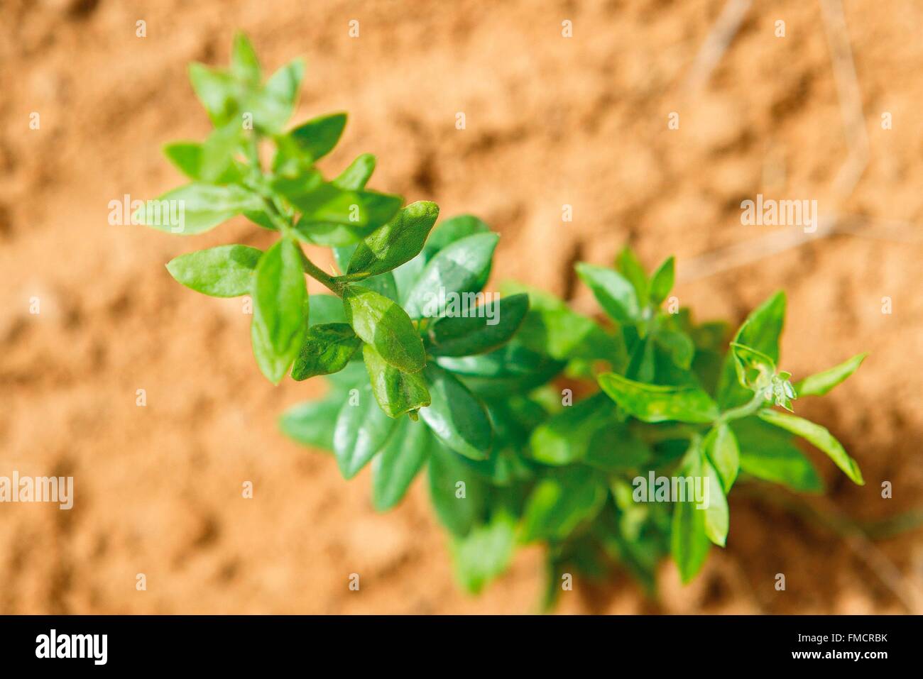 Senegal, Sahel, Ferlo region, Widou Thiengoly, Experimental plantations ...