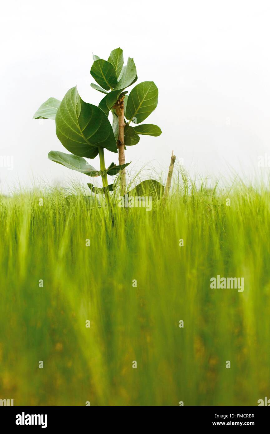 Senegal, Sahel, Ferlo region, Widou Thiengoly, Experimental plantations ...