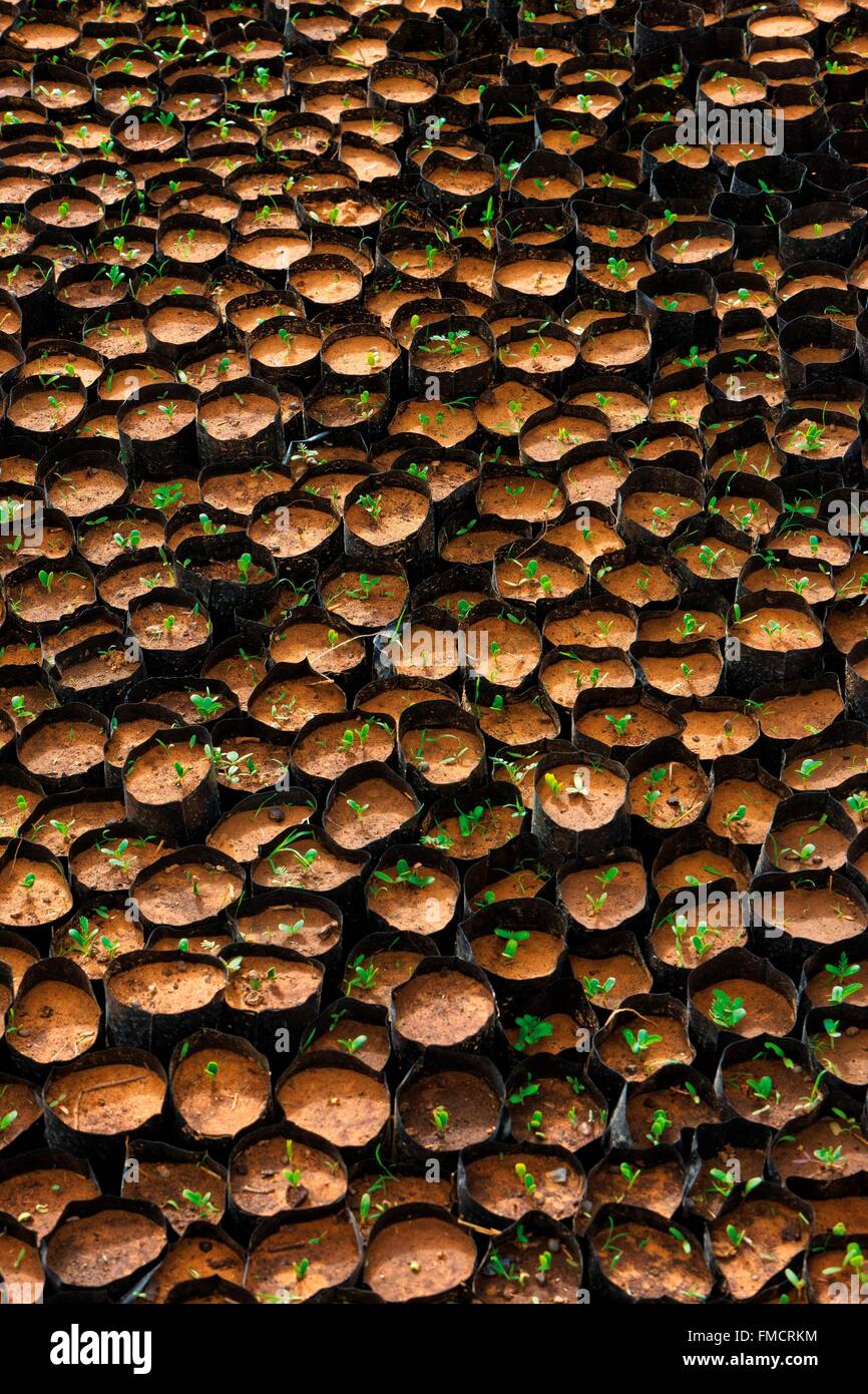 Senegal, Sahel, Ferlo region, Widou Thiengoly, Plants in pots Stock ...