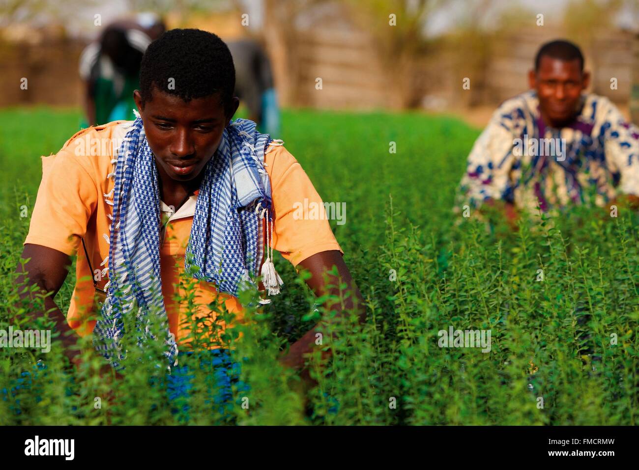 Sahel africa green barrier hi-res stock photography and images - Alamy