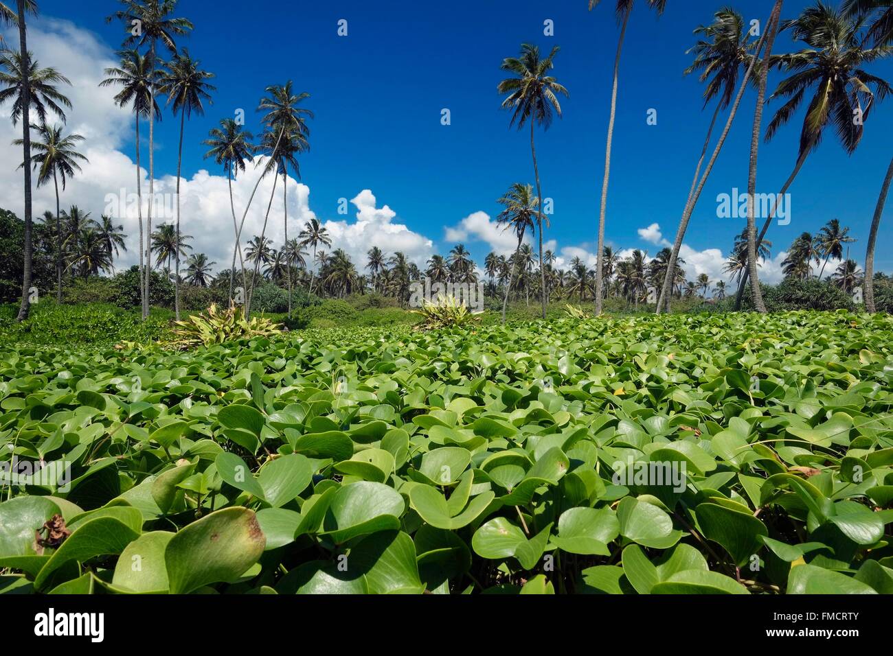 Sri lanka southern province kosgoda hi-res stock photography and images ...