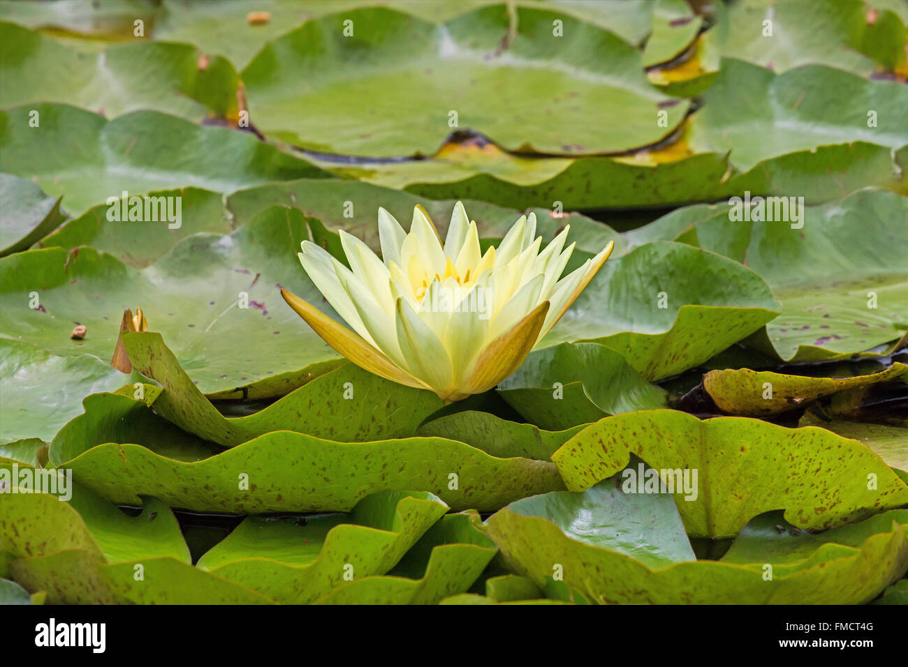 yellow water lily and lily pads in a lake near Brisbane, queensland ...
