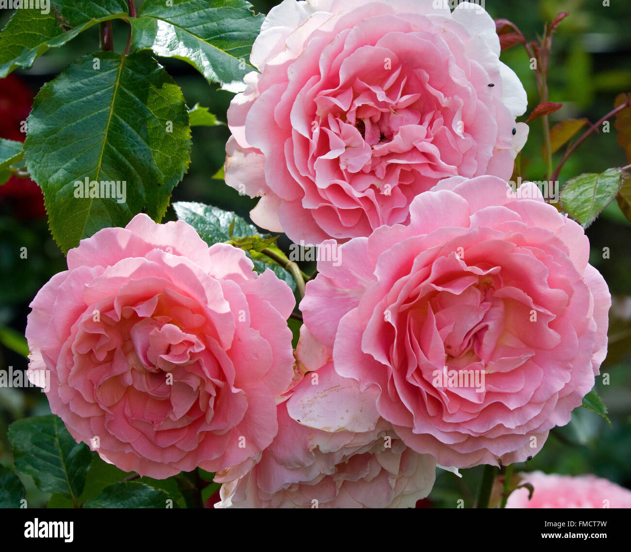 Ink rose hi-res stock photography and images - Alamy