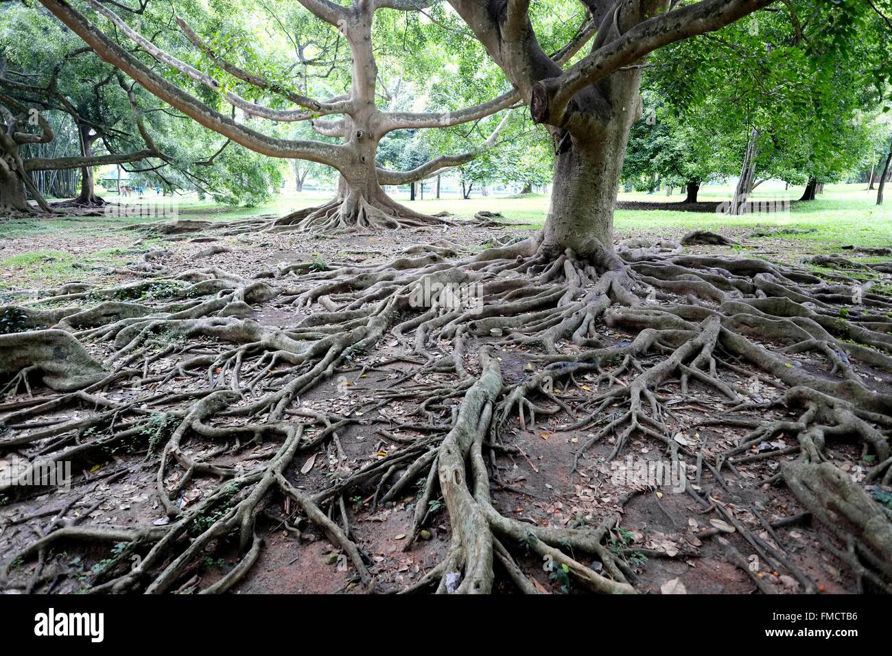 Peradeniya botanical garden park hi-res stock photography and images ...