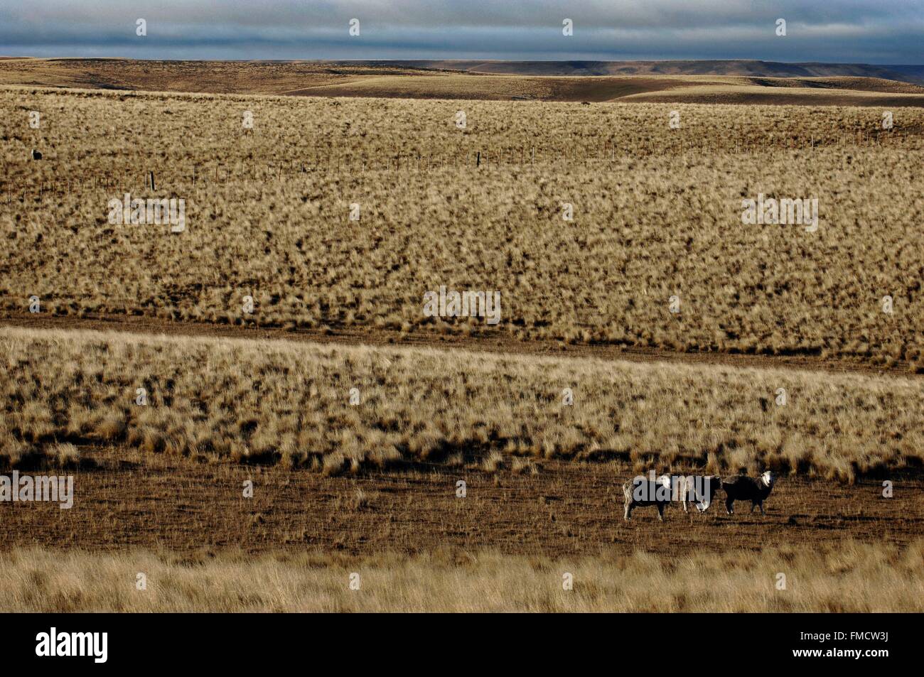 Patagonia argentina agriculture hi-res stock photography and images - Alamy