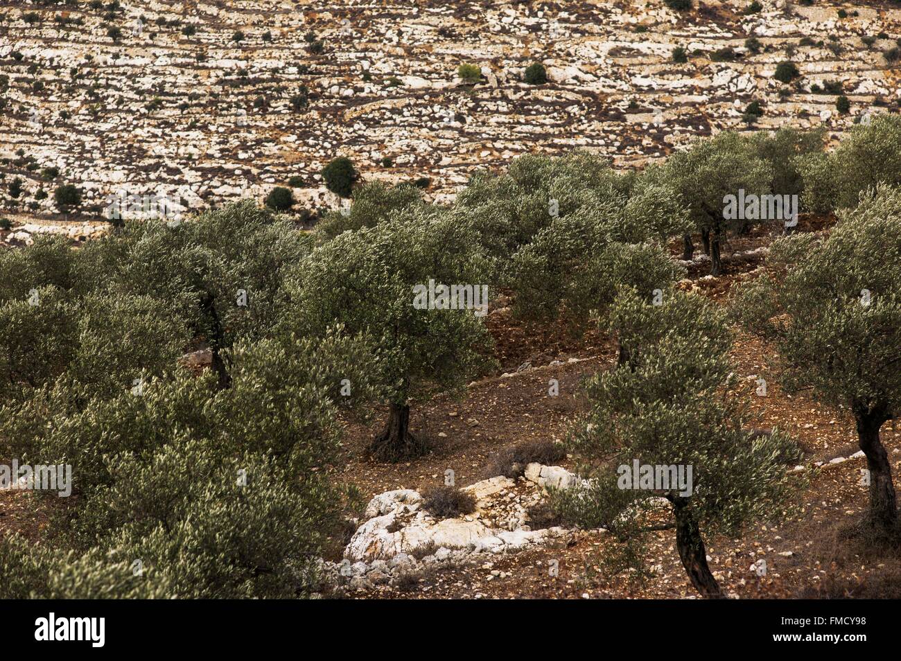 Israel, Palestine, the West Bank ( litigious territory), Beit Jala ...