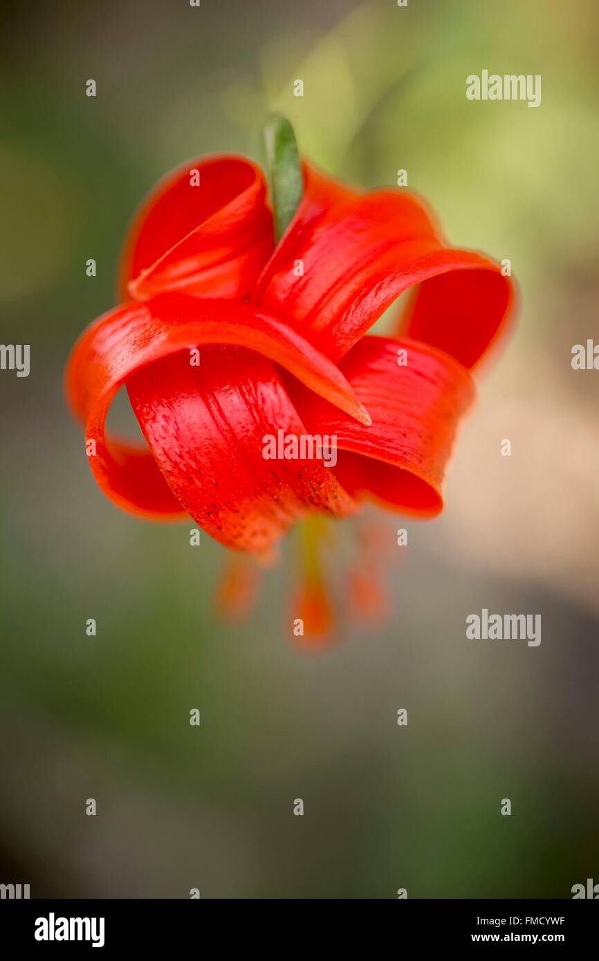 France, Var, Callian, gorges of Siagne, Turban lily (Lilium pomponium ...
