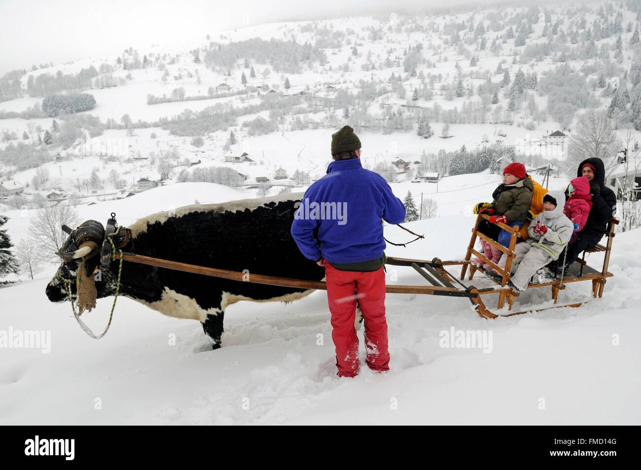 France, Vosges, La Bresse, Saichy farm, sleigh ride pulled by a ox race ...