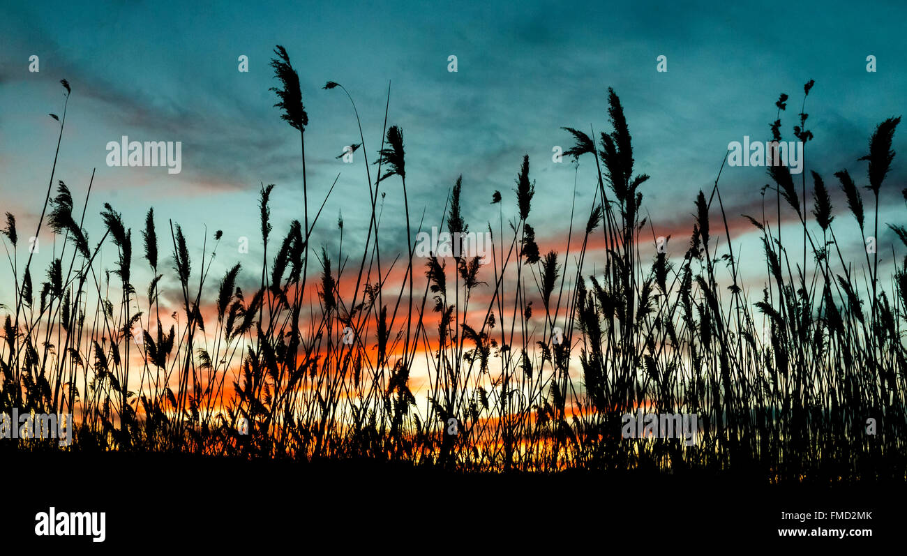 River reed hi-res stock photography and images - Alamy