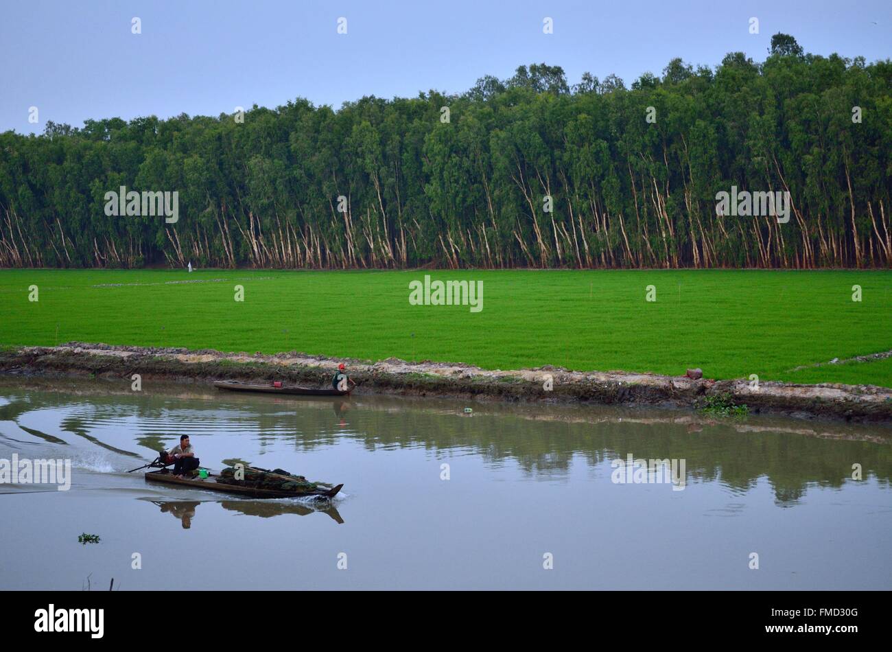 Vietnam, Mekong Delta, paddy Stock Photo - Alamy