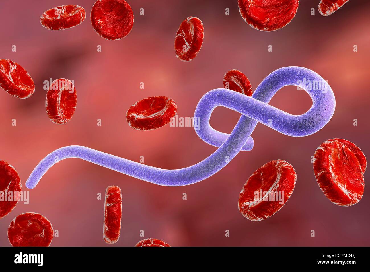 Ebola virus illustration hi-res stock photography and images - Alamy