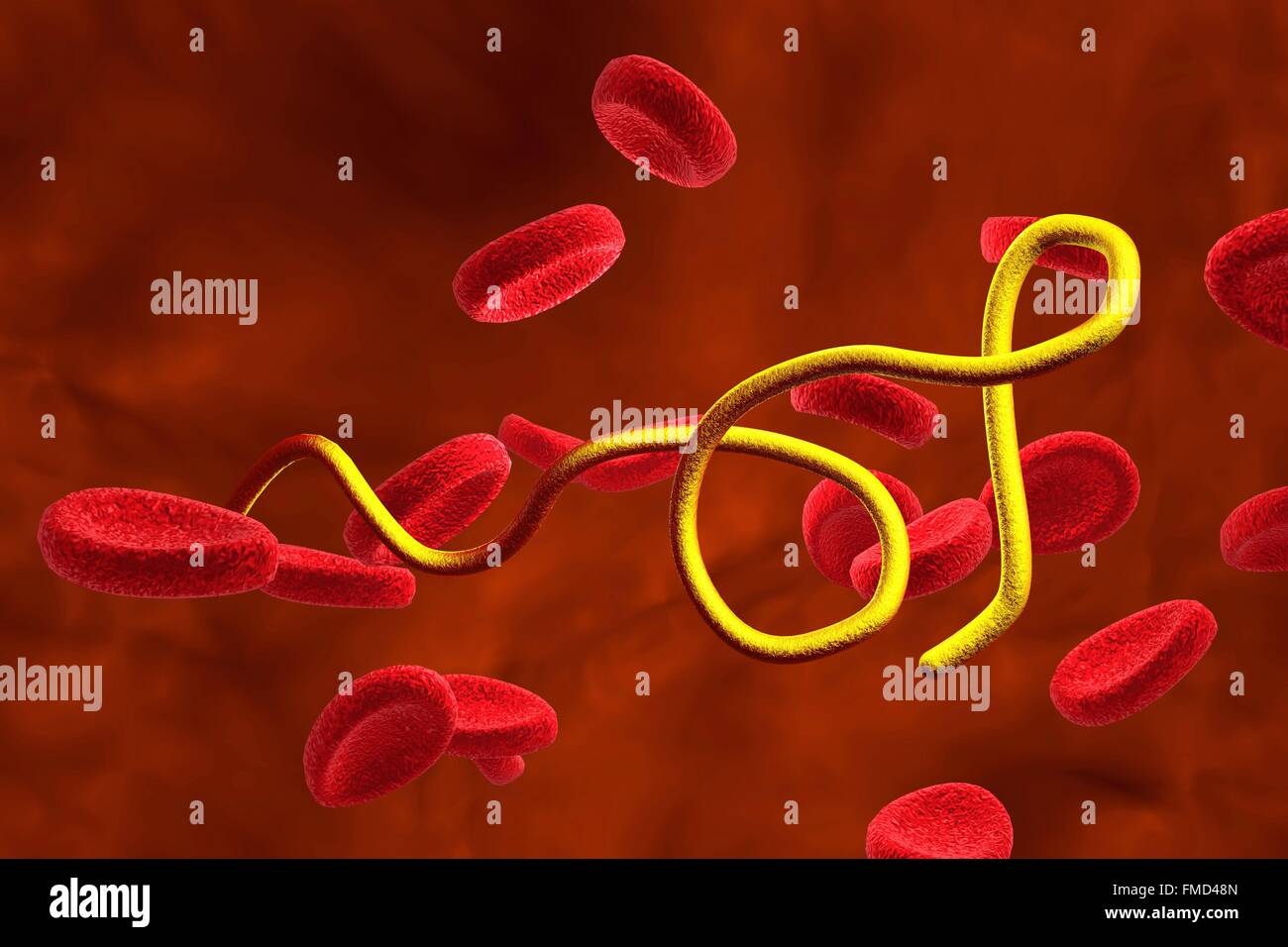 Computer illustration of Borrelia bacteria in blood. Borrelia causes ...