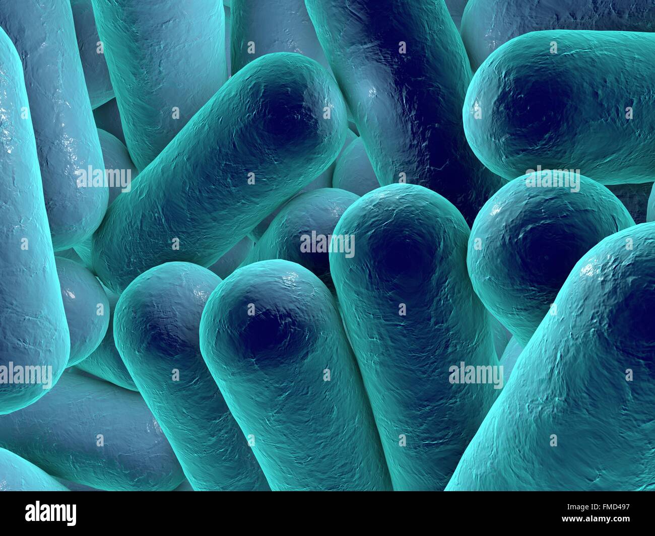 Illustration of rod-shaped bacteria. Rod-shaped bacteria include ...