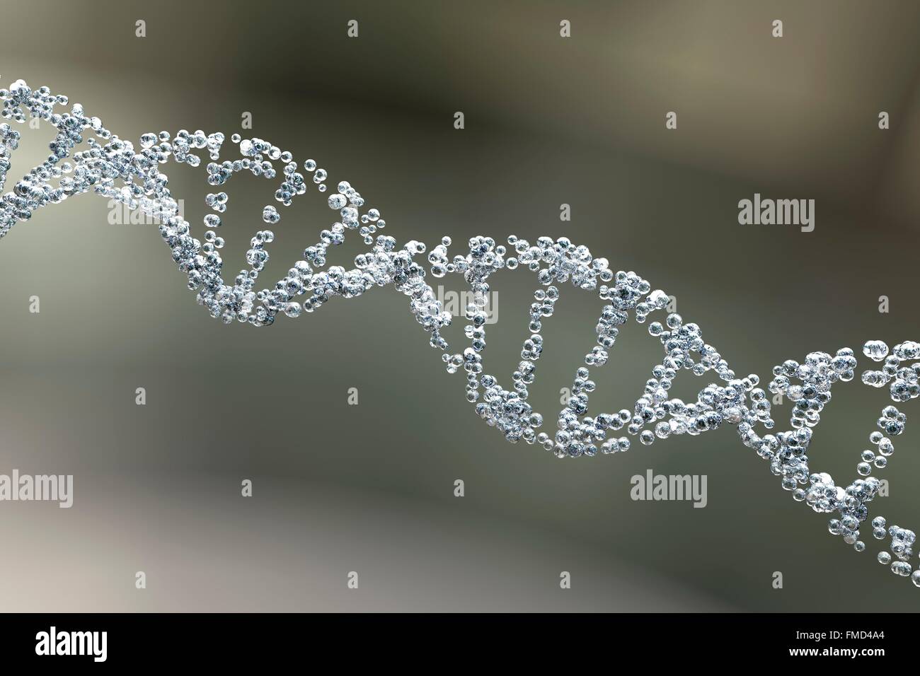 Double Stranded Dna Molecule
