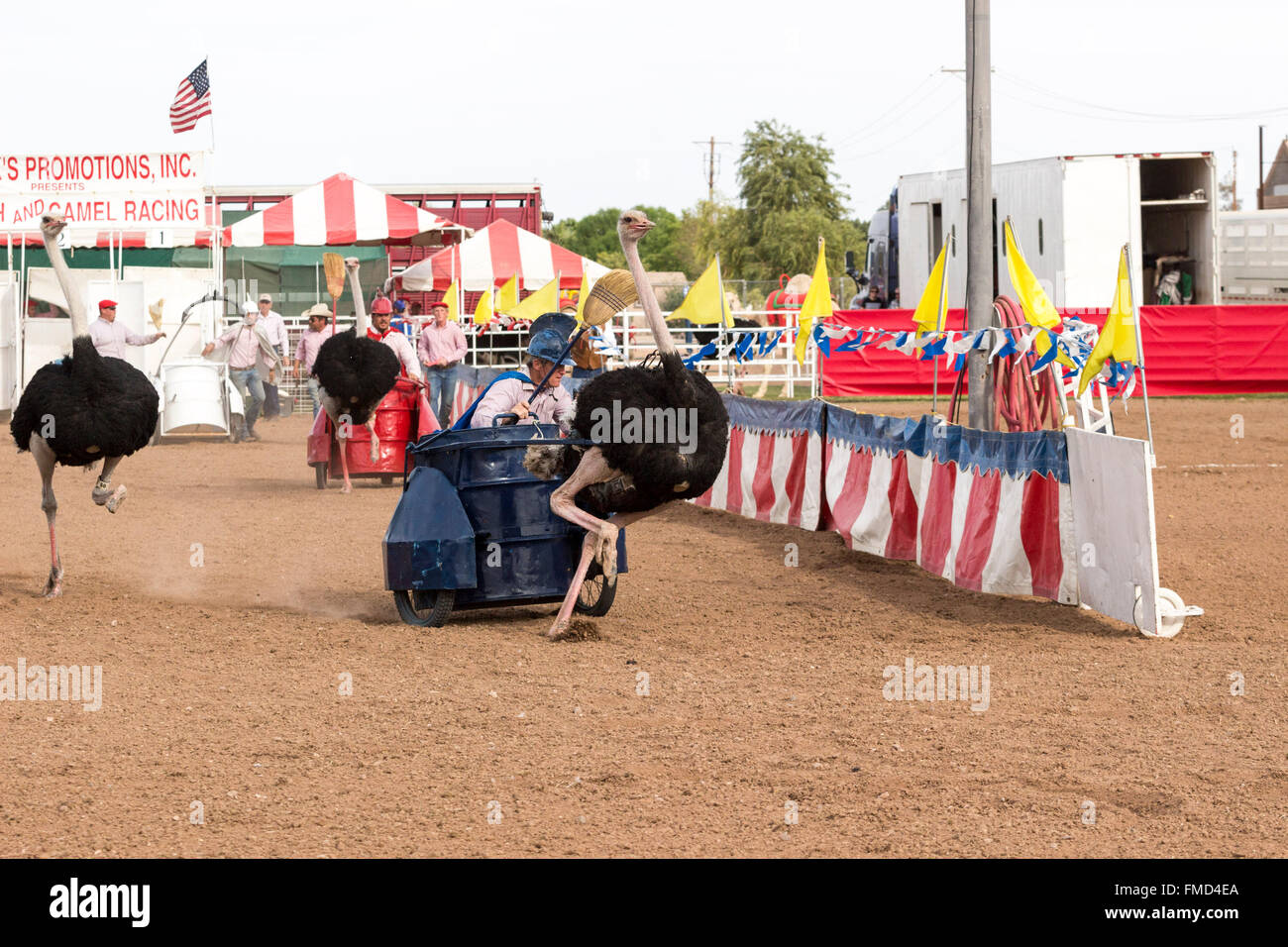 Chandler, Arizona, USA. 11th March, 2016. Ostrich racers compete in a ...