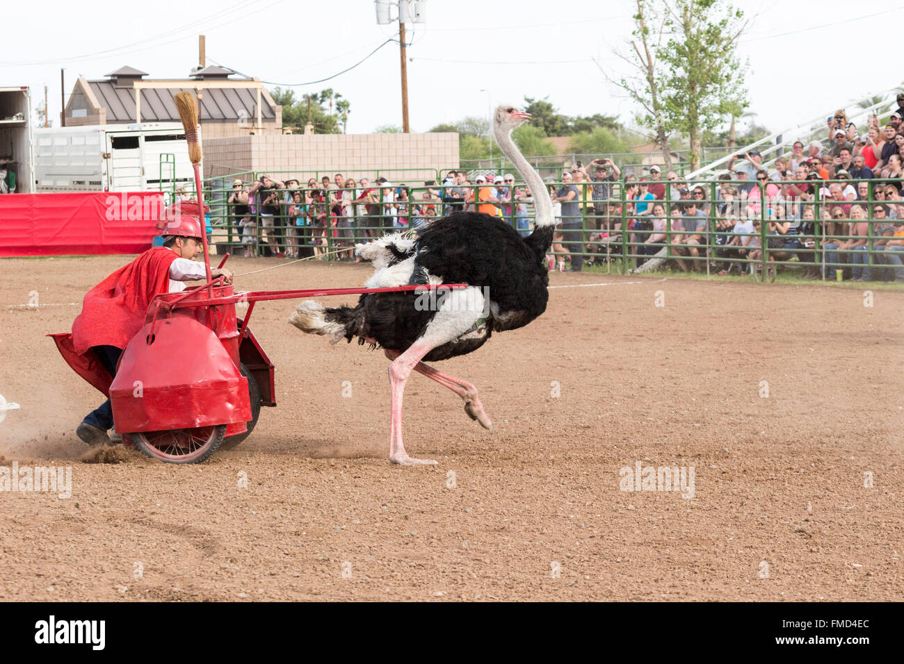 Chariot racer hi-res stock photography and images - Alamy