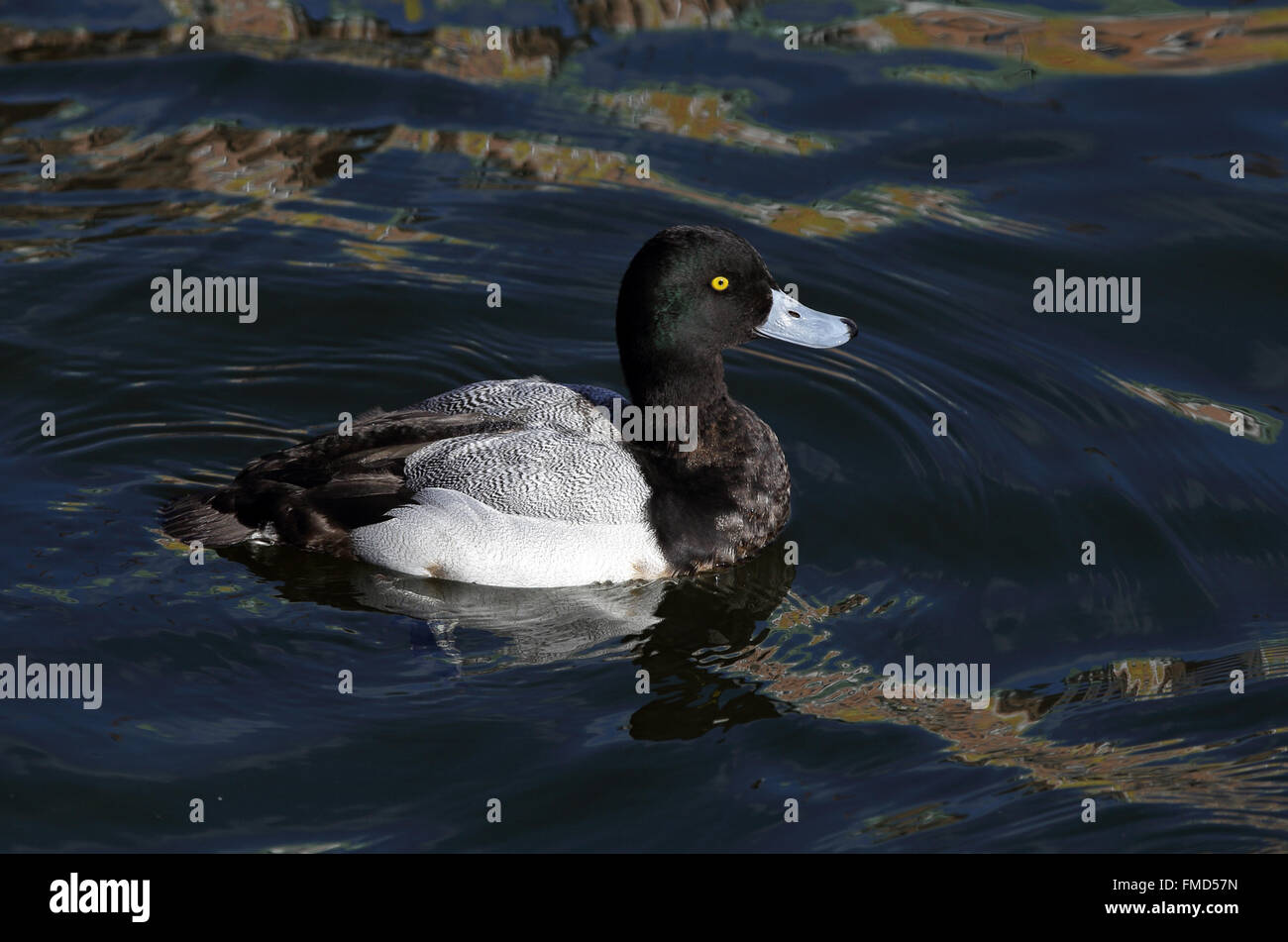 Bluebill duck hi-res stock photography and images - Alamy