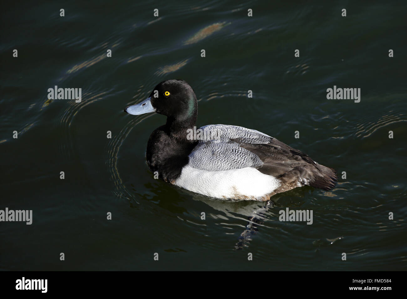 Bluebill duck hi-res stock photography and images - Alamy