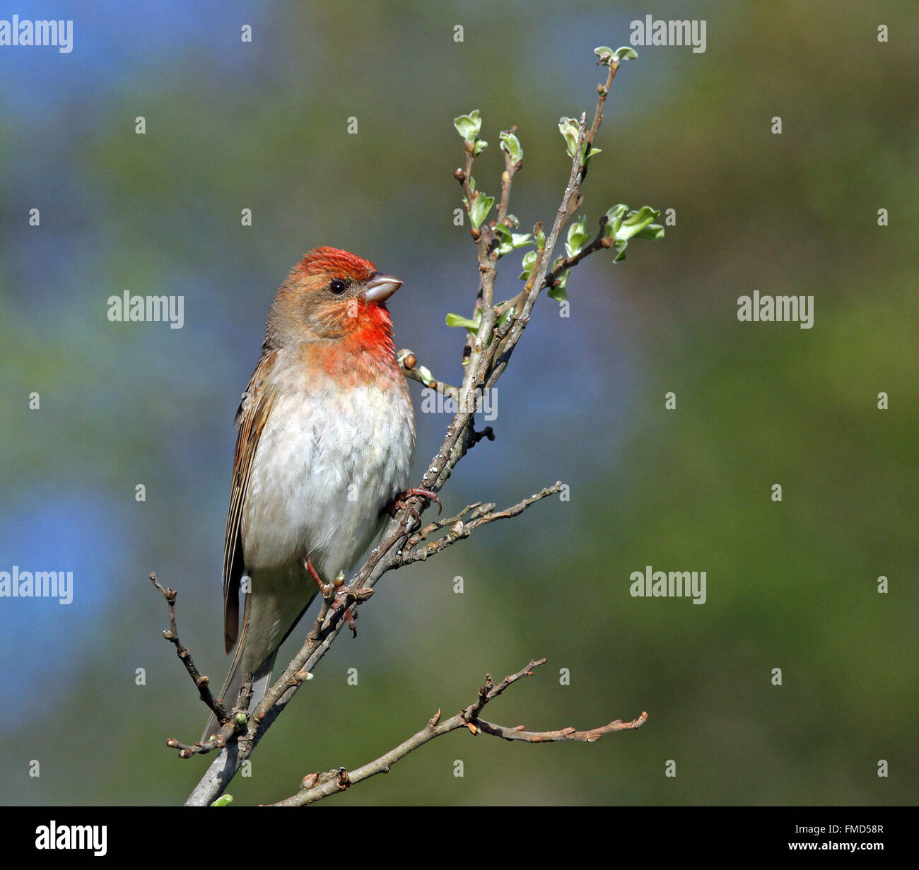 Rosefinch hi-res stock photography and images - Alamy