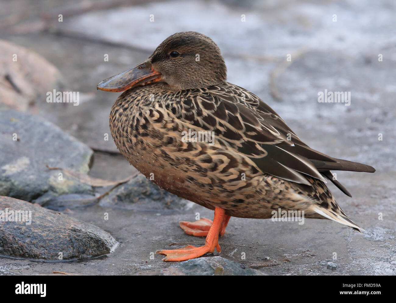 Spatula duck hi-res stock photography and images - Alamy