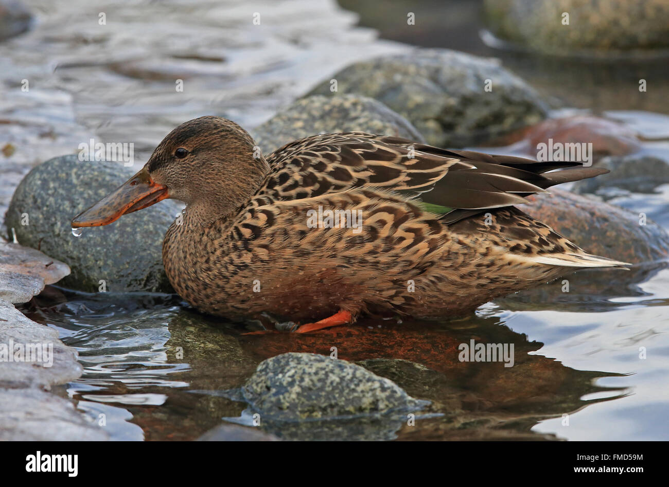 Spatula duck bill hi-res stock photography and images - Alamy
