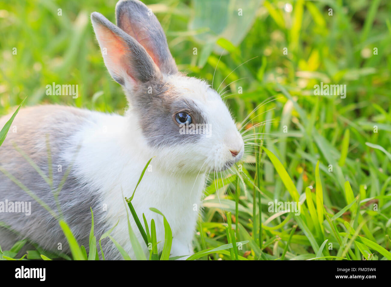 White rabbit on ground hi-res stock photography and images - Alamy