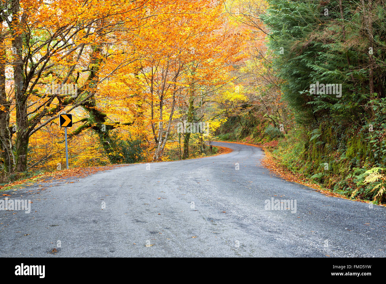 Road with colored trees in autumn season Stock Photo - Alamy