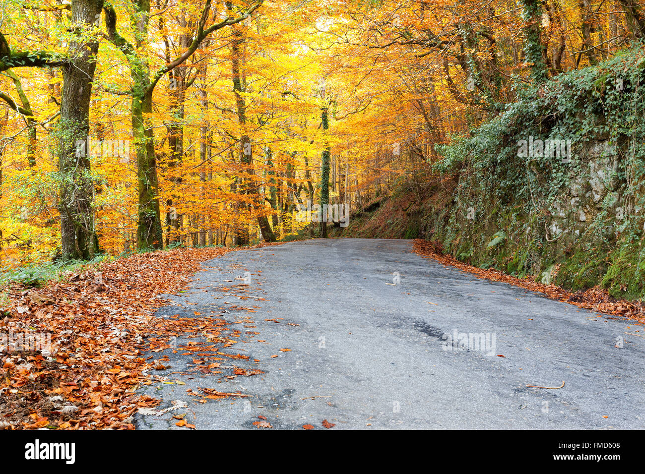 Road with colored trees in autumn season Stock Photo - Alamy