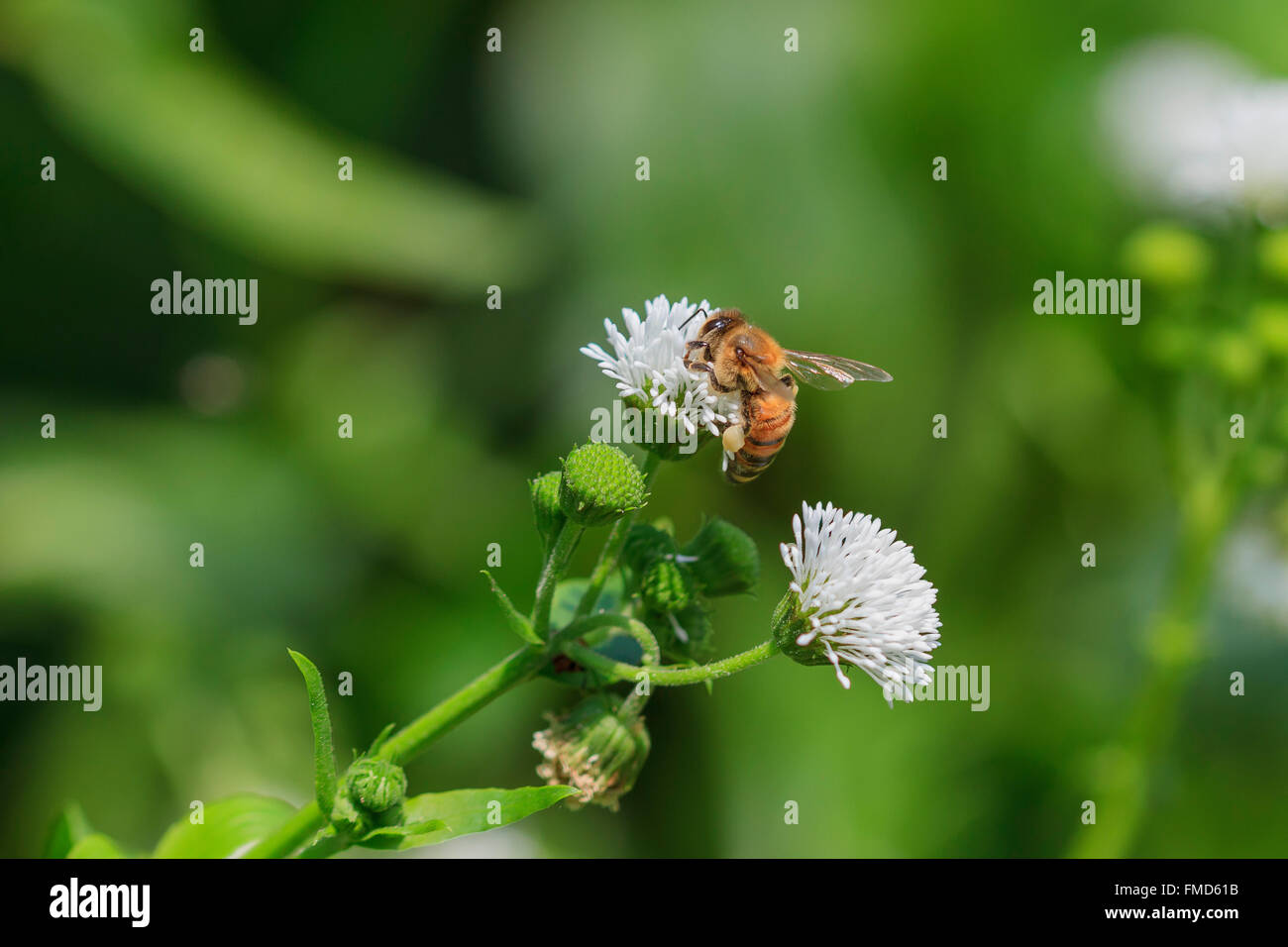 Pollen of the leg hi-res stock photography and images - Alamy