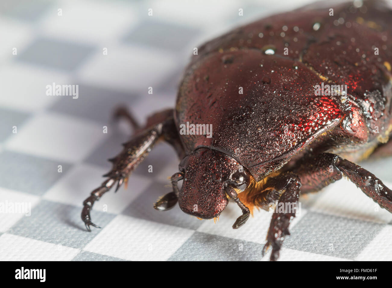 Red scarab with a cube paper background, Taiwan Stock Photo - Alamy