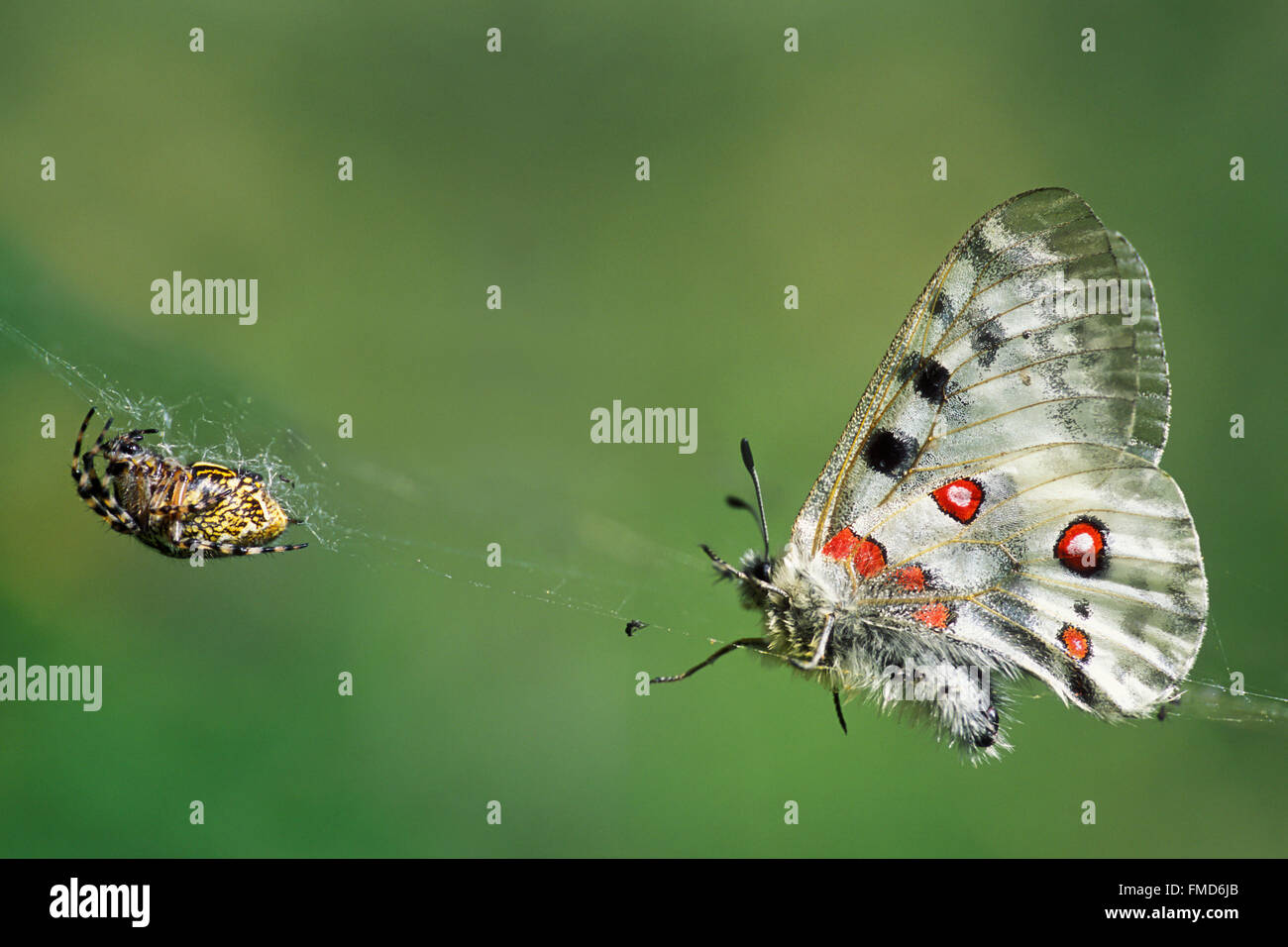 Mountain Apollo (Parnassius apollo) butterfly caught in web of wasp ...
