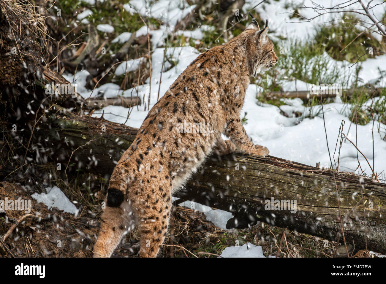 European lynx hunt hi-res stock photography and images - Alamy