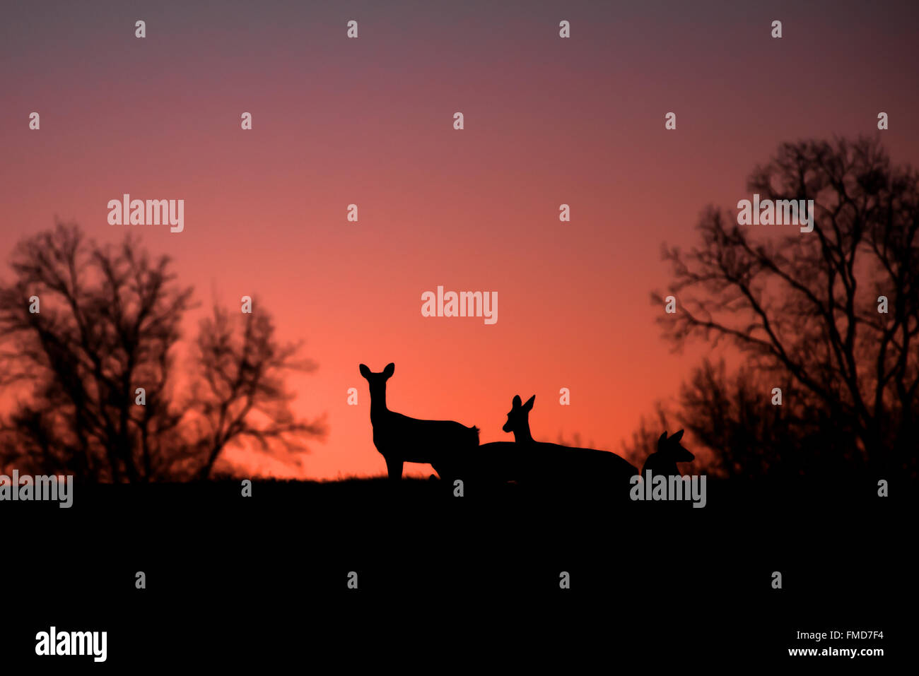 Whitetail Deer at sunset Stock Photo - Alamy