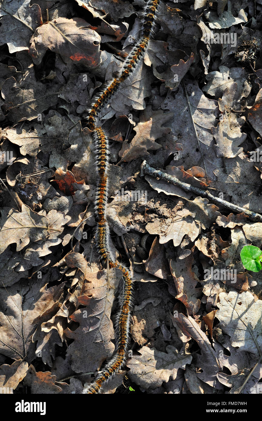 Processionary caterpillars hi-res stock photography and images - Alamy
