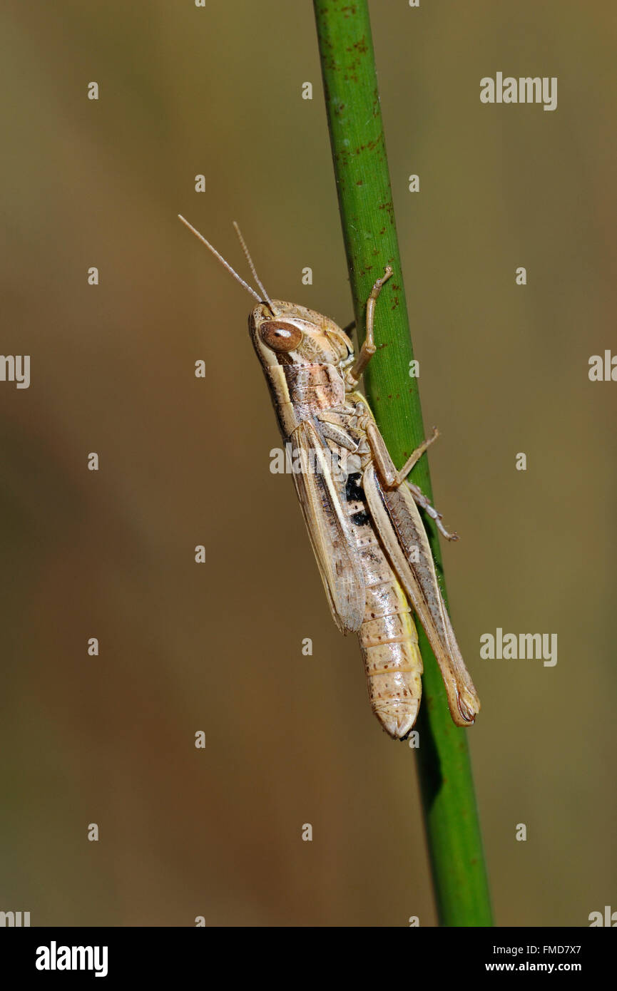 Sharp-tailed grasshopper (Euchorthippus declivus / Acridium declivus ...
