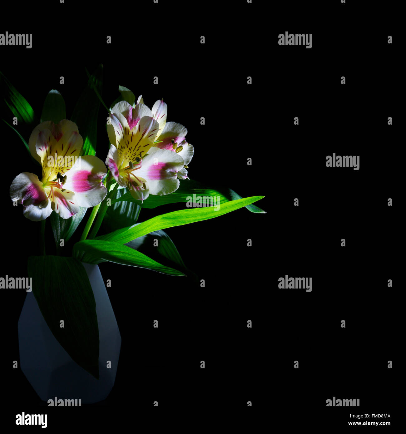 Beautiful Alstroemeria flower in a vase on black background,painting ...