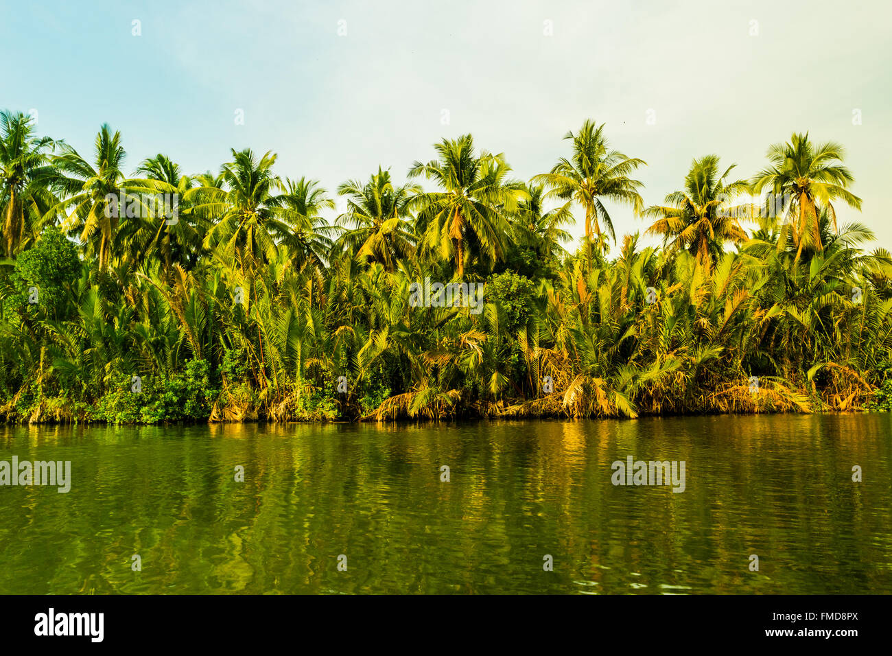 Palm trees on sea shore at beautiful sunny day Stock Photo - Alamy