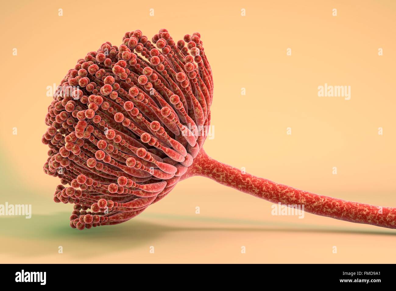 Aspergillus spores micro High Resolution Stock Photography and Images ...