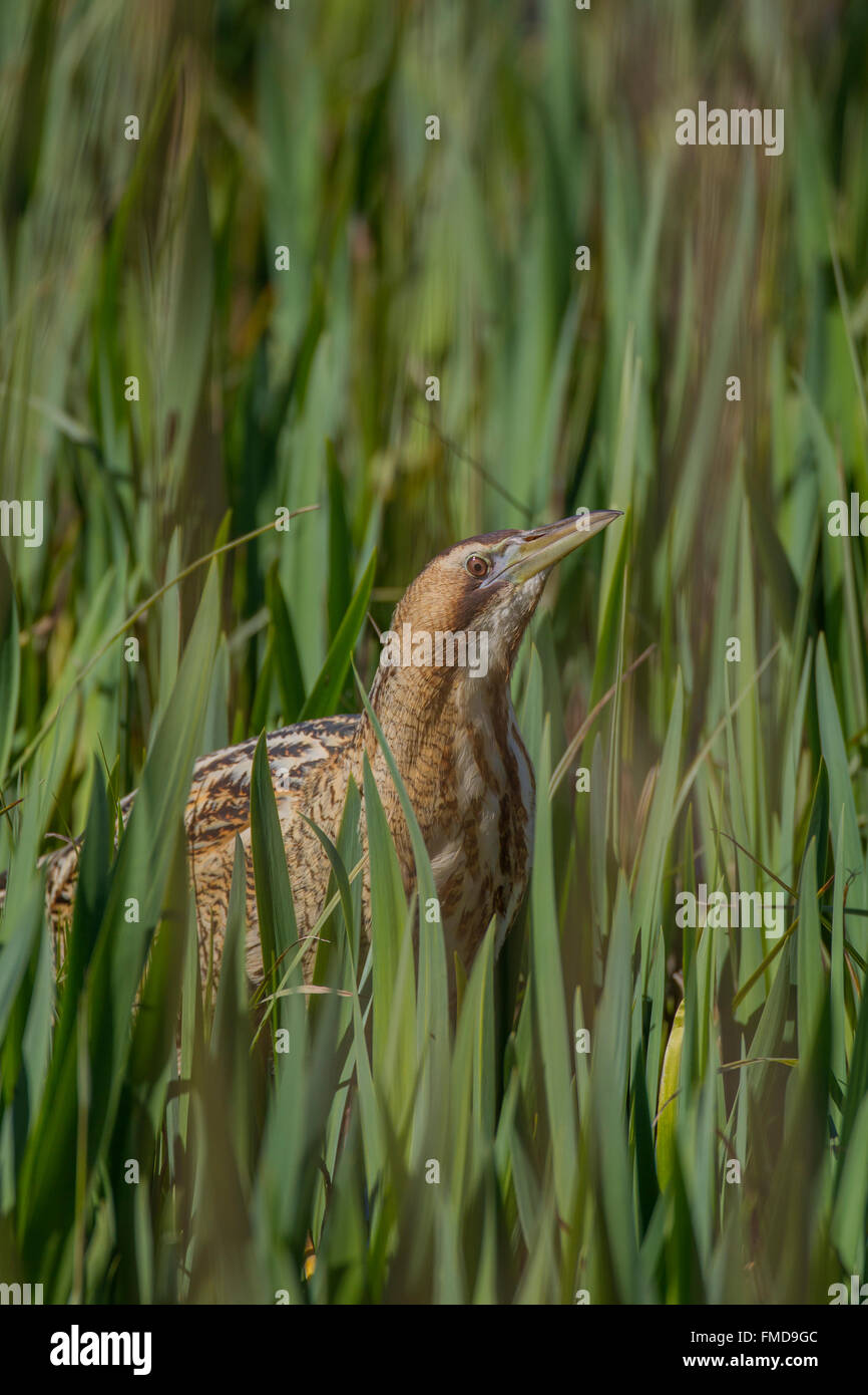 Bittern in reed bed botaurus hi-res stock photography and images - Alamy