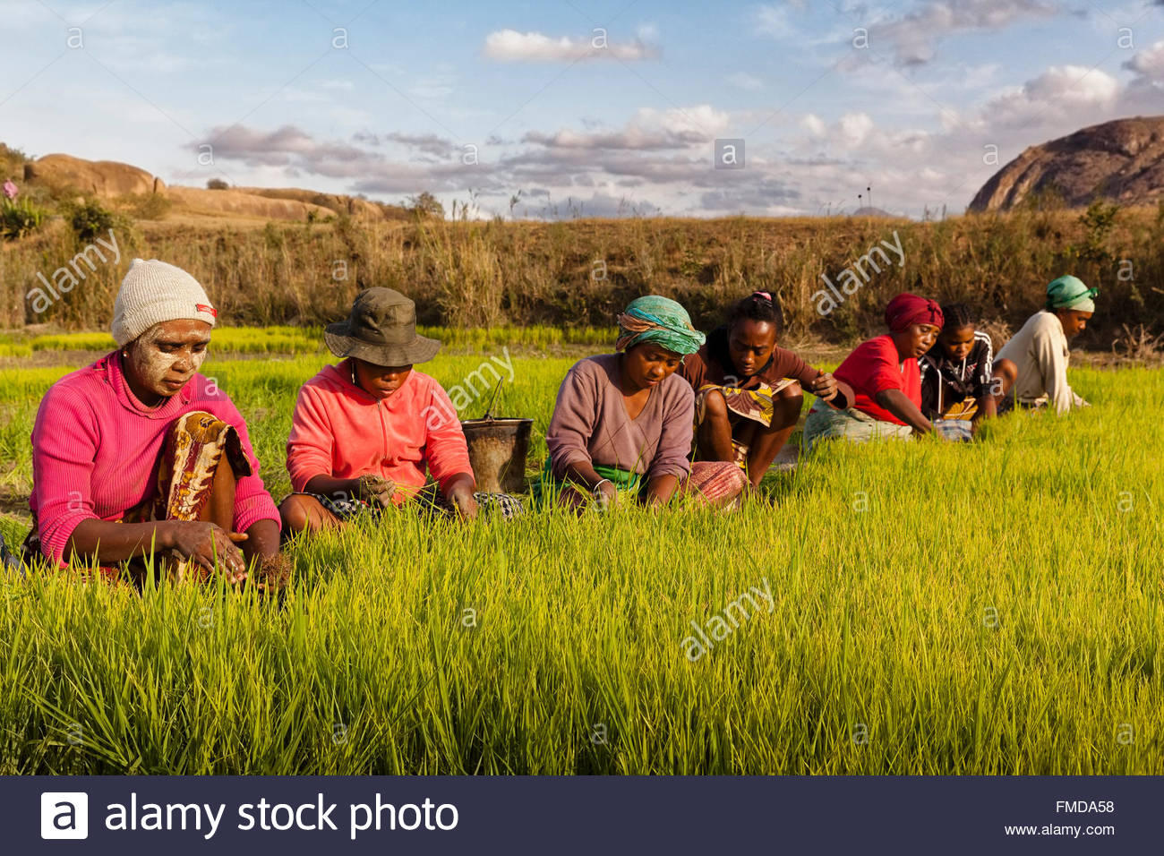 Rice Women Farmers Stock Photos & Rice Women Farmers Stock Images - Alamy