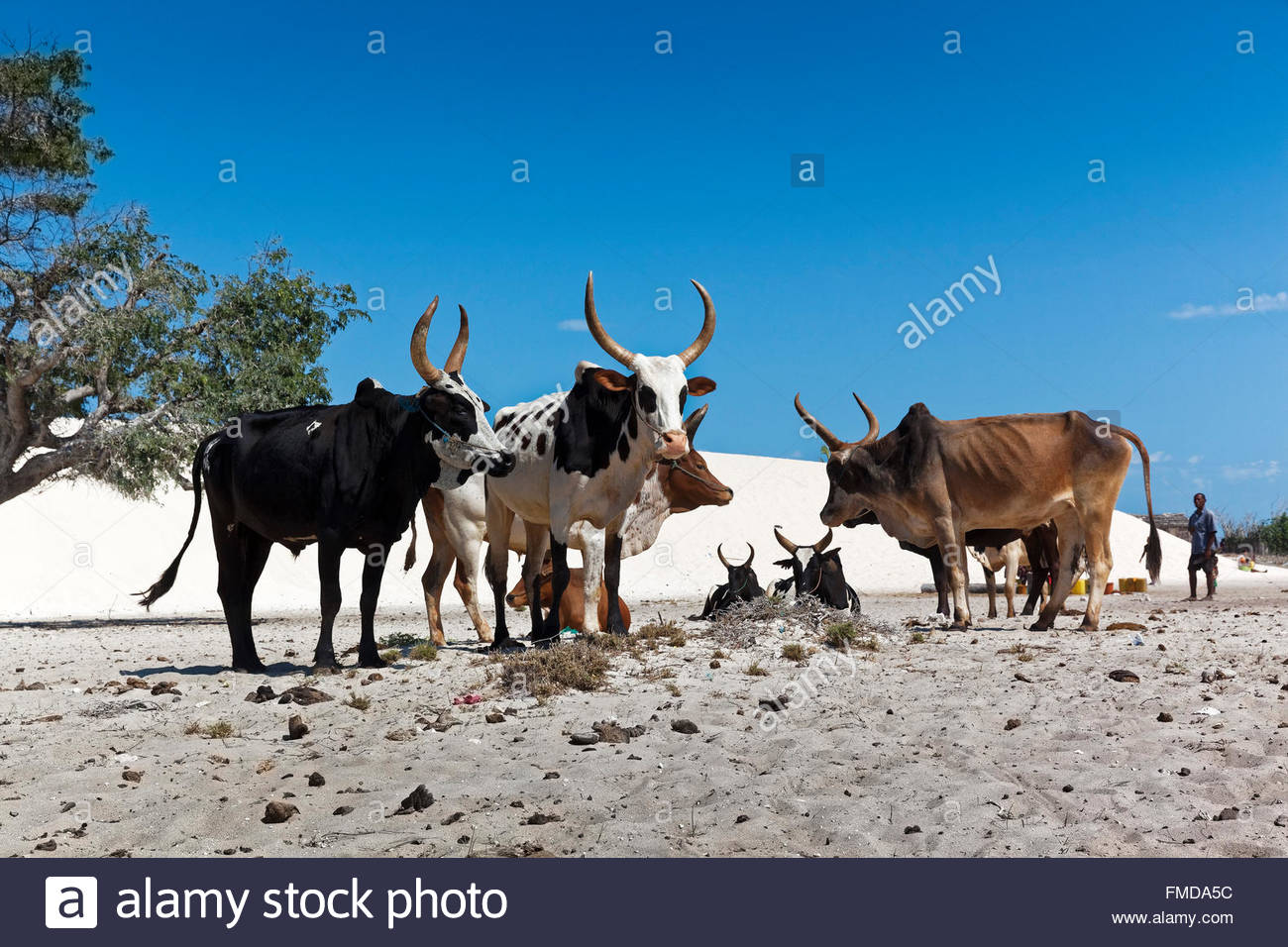 Zebu Madagascar Stock Photos & Zebu Madagascar Stock Images - Alamy