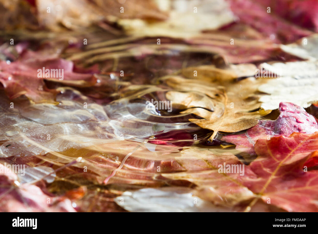 studio background with autumn leaves and splashing water droplets for a ...